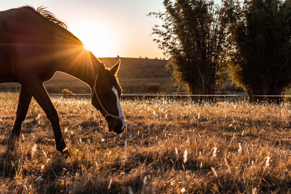 Equine Advantage | All you need to know about common forages fed to…